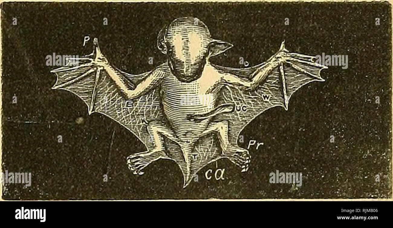 . Bats and their young. Bats. Fig. 9.. Fig. 11. Fig. 10. Emeeto Bats ...