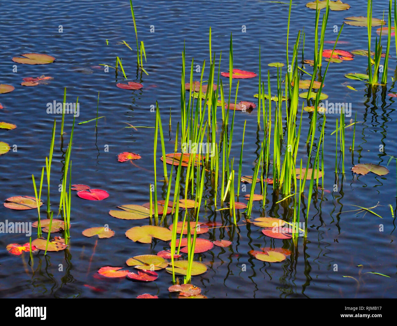 Ames Pond, Stonington, Maine, USA Stock Photo - Alamy
