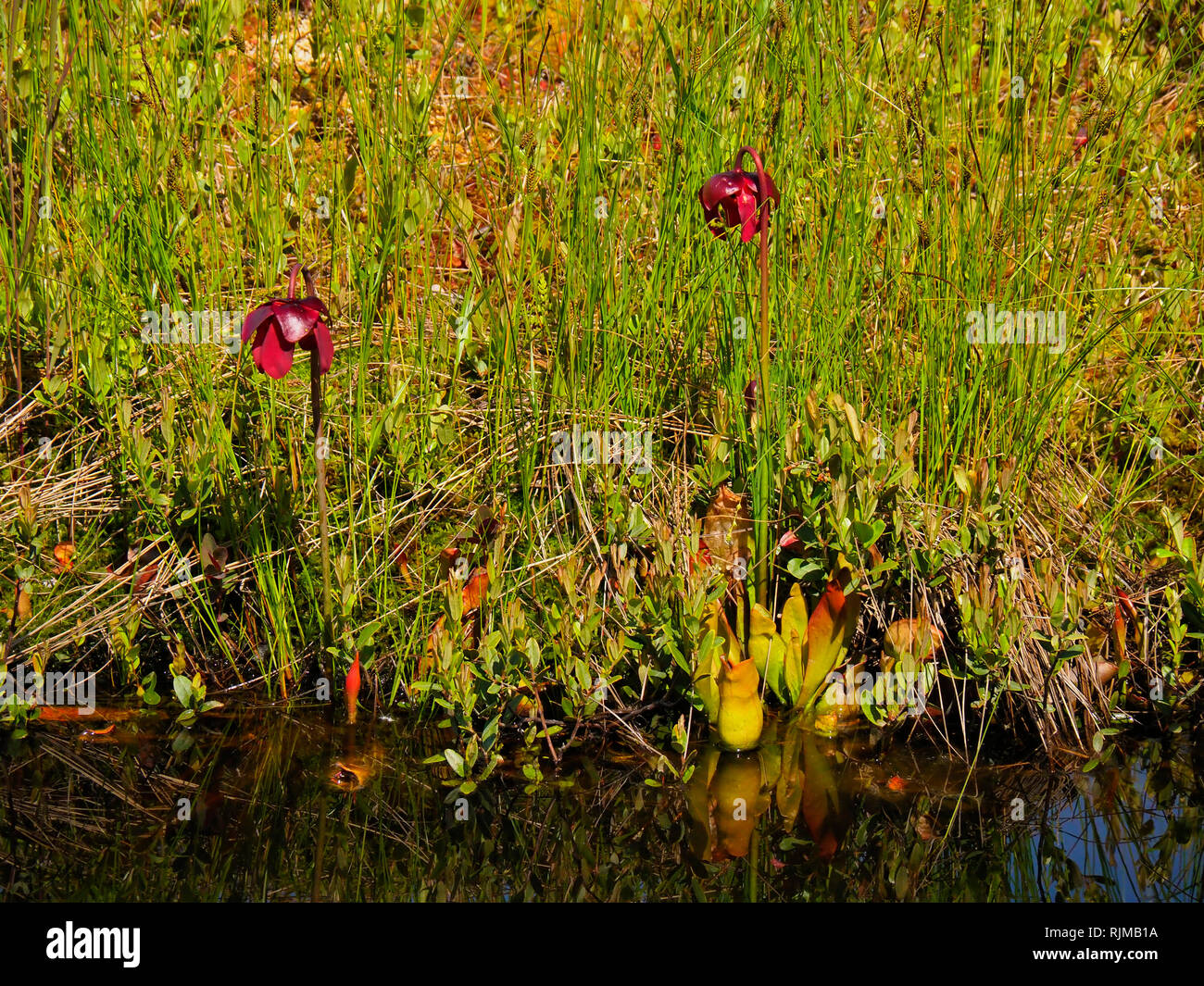 Plant by pond hi-res stock photography and images - Alamy