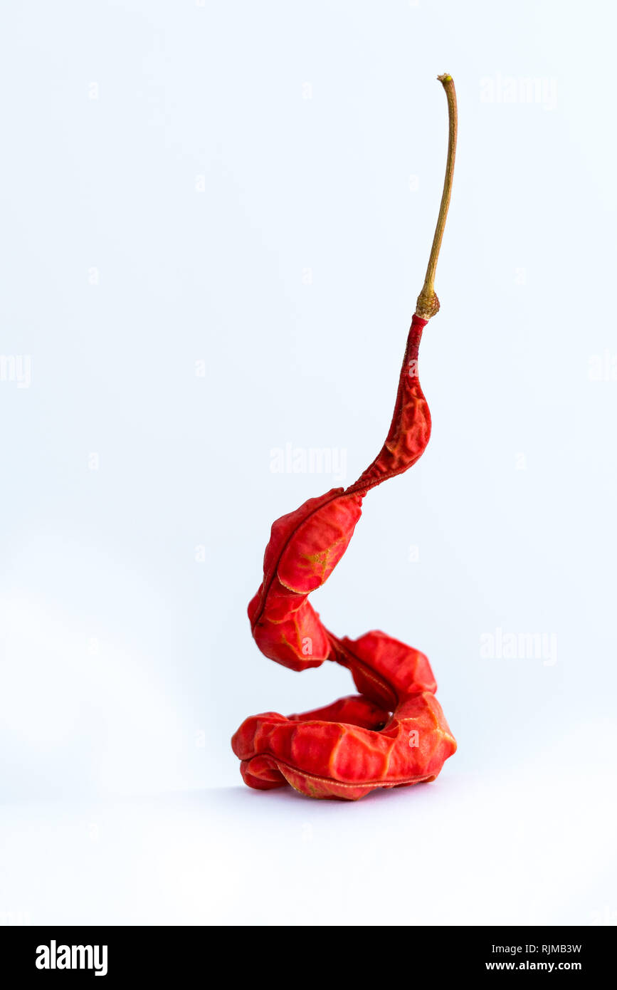 Pithecellobium hi-res stock photography and images - Alamy