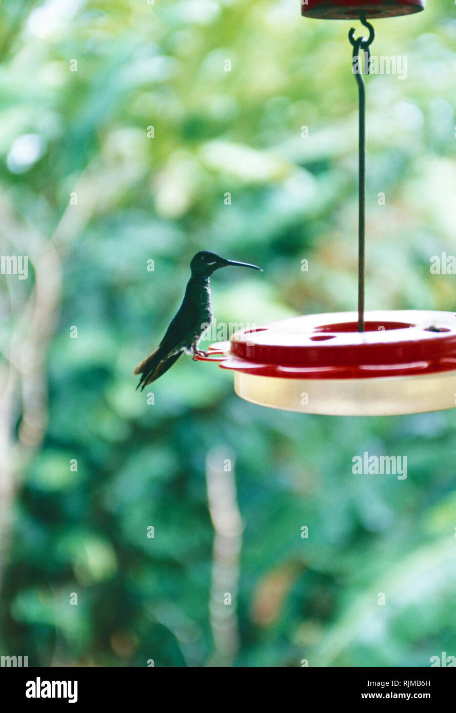 Hummingbirds of costa rica hi-res stock photography and images - Alamy
