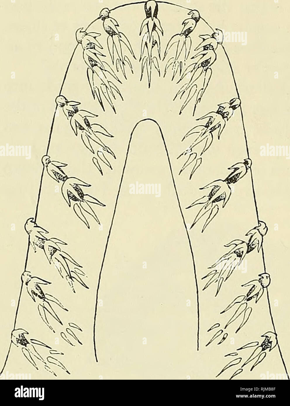 Placoid scales hi-res stock photography and images - Alamy