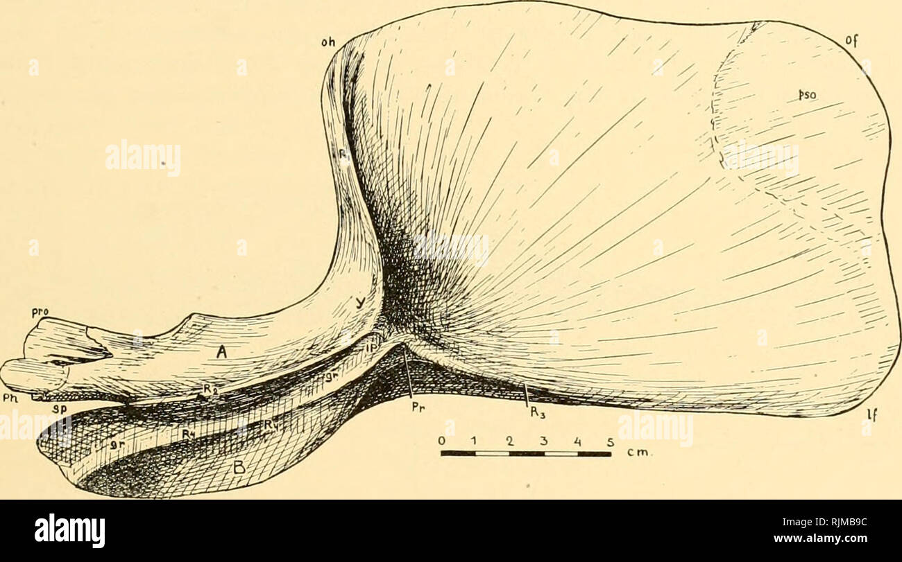 Dinichthys hi-res stock photography and images - Alamy