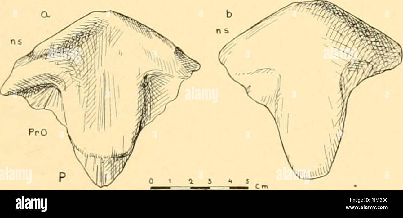 Dinichthys hi-res stock photography and images - Alamy