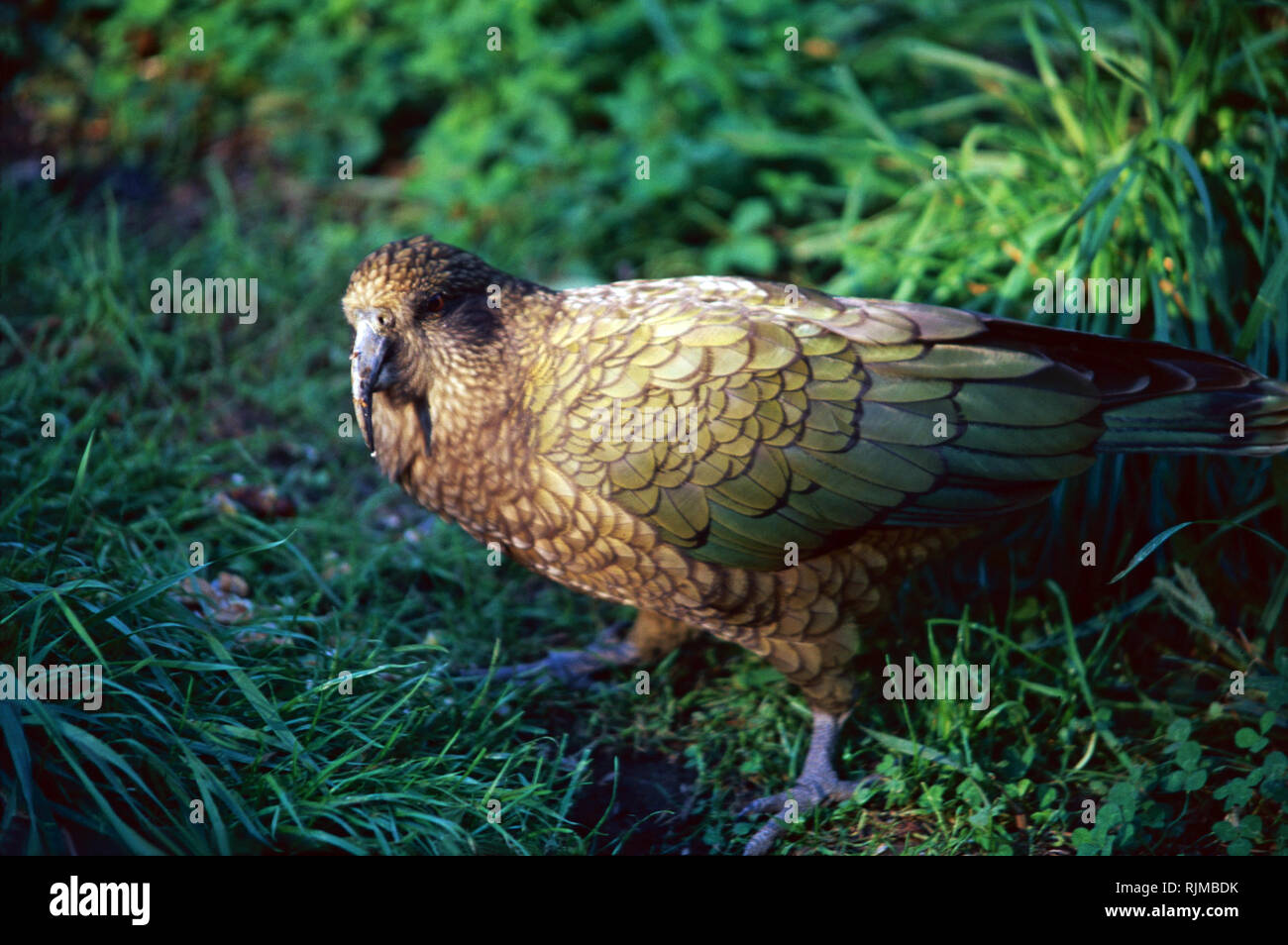 Alpine mountain parrot bird hi-res stock photography and images - Alamy