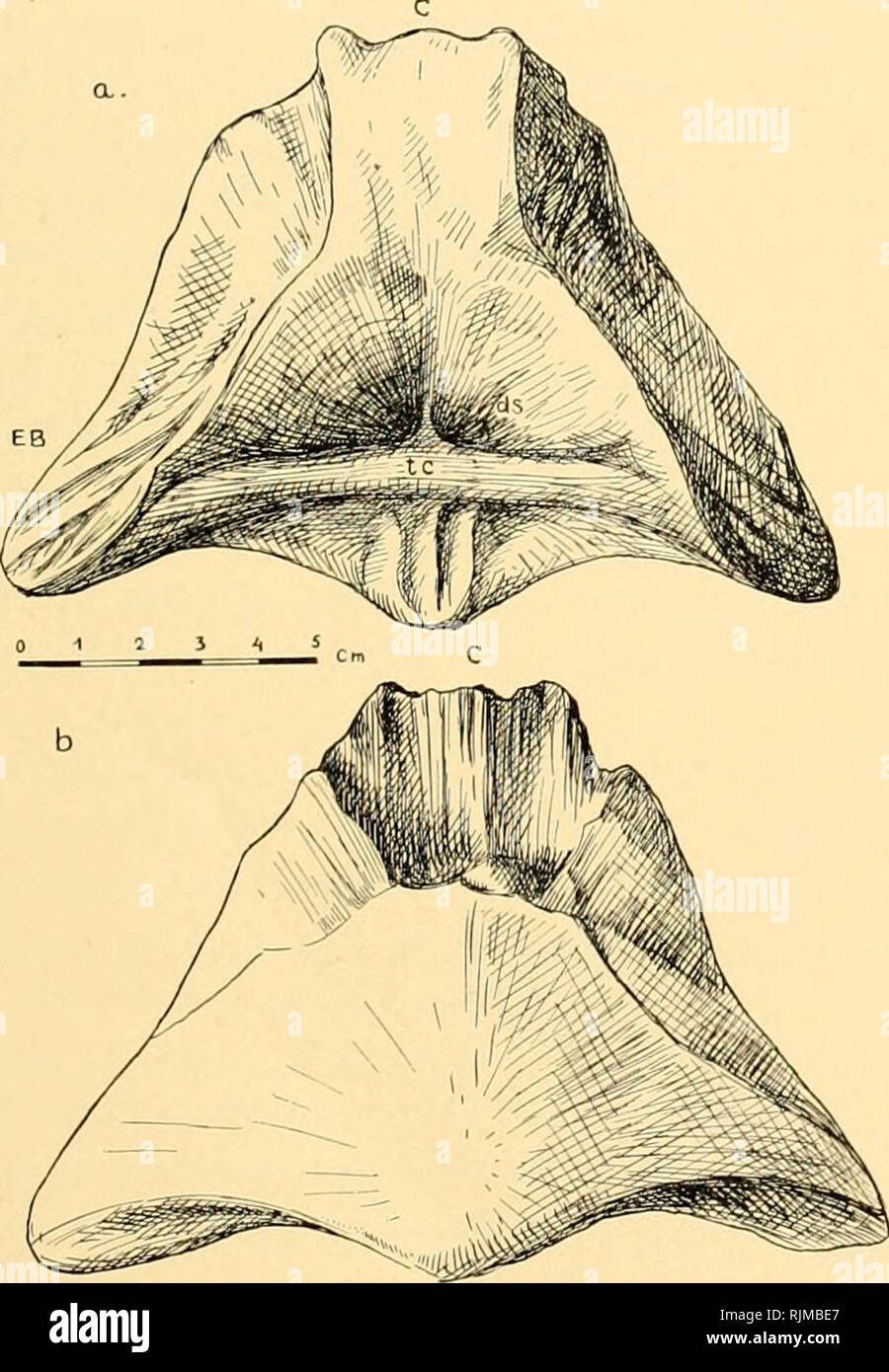 Dinichthys hi-res stock photography and images - Alamy