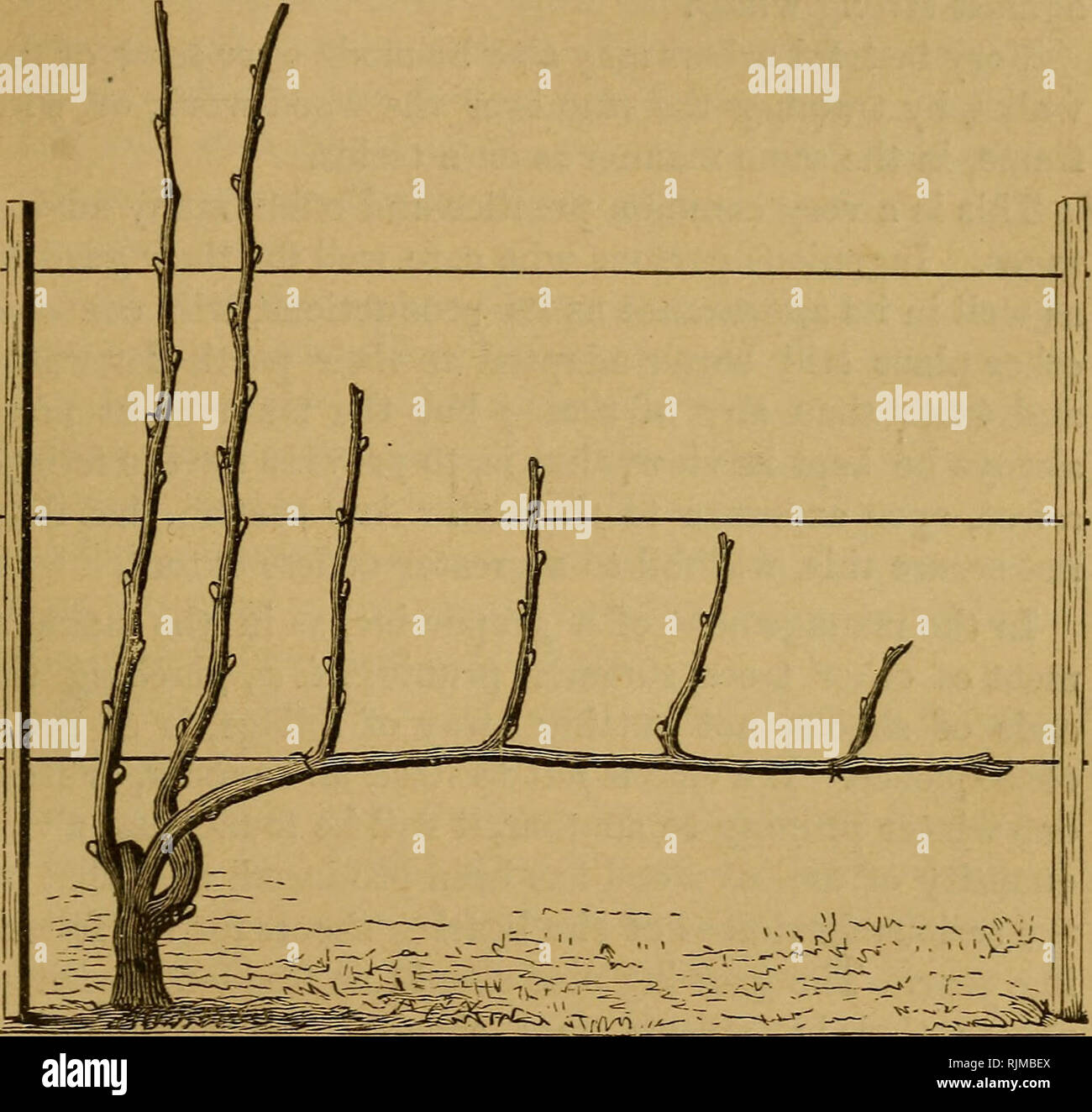 Grape vine training system hi-res stock photography and images - Alamy