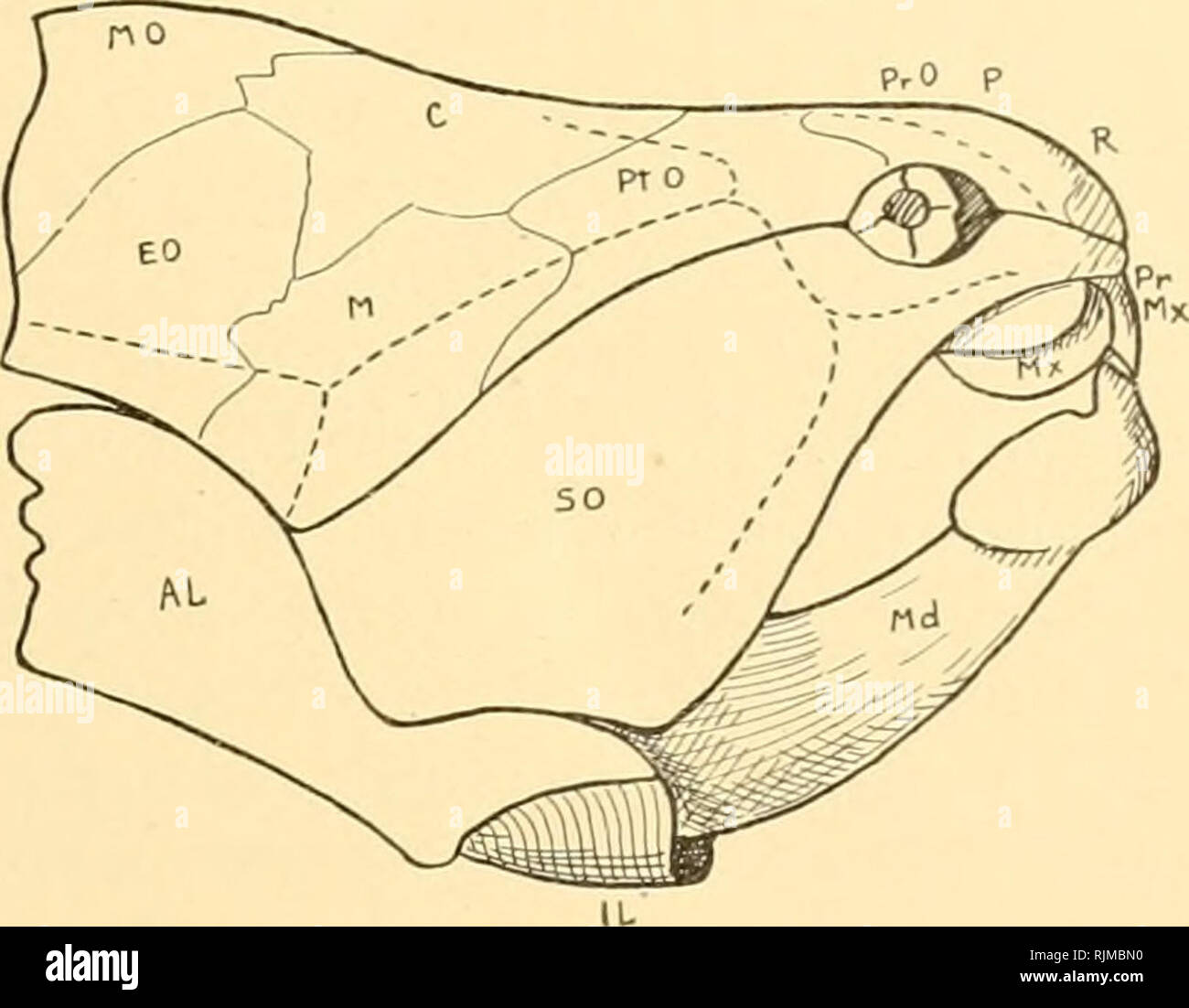 . The Bashford Dean memorial volume : archaic fishes. Fishes; Sharks ...