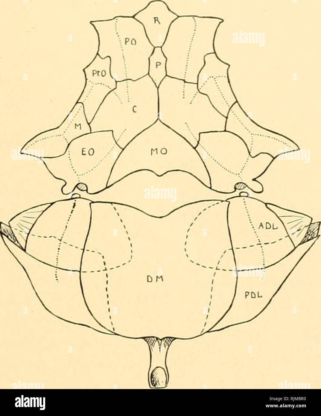 Dinichthys hi-res stock photography and images - Alamy