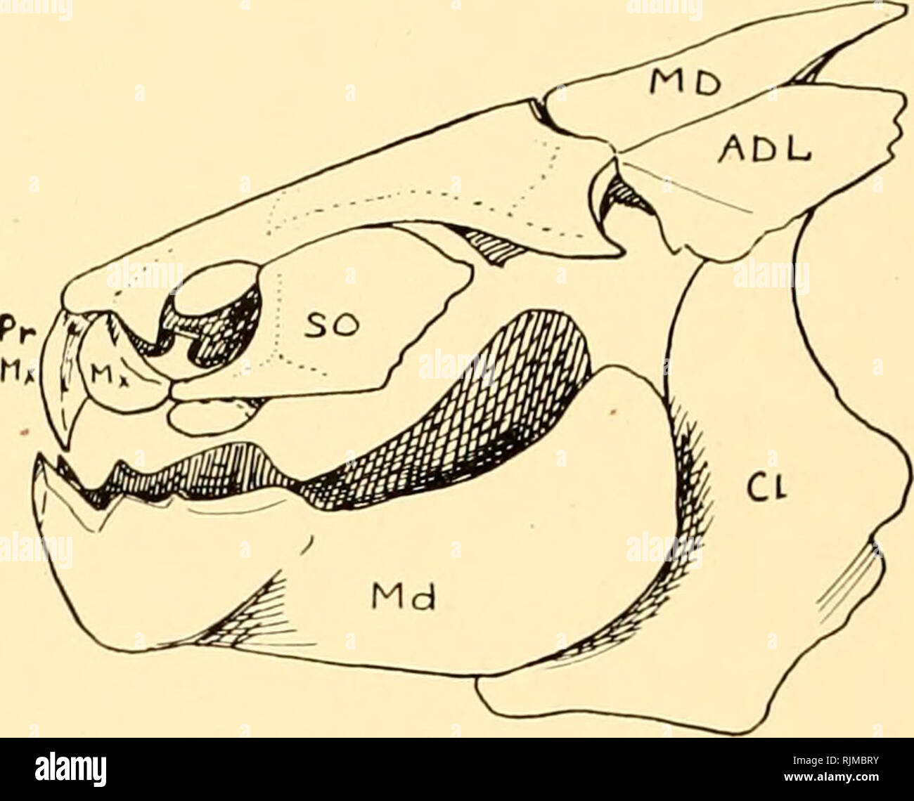 Dinichthys hi-res stock photography and images - Alamy