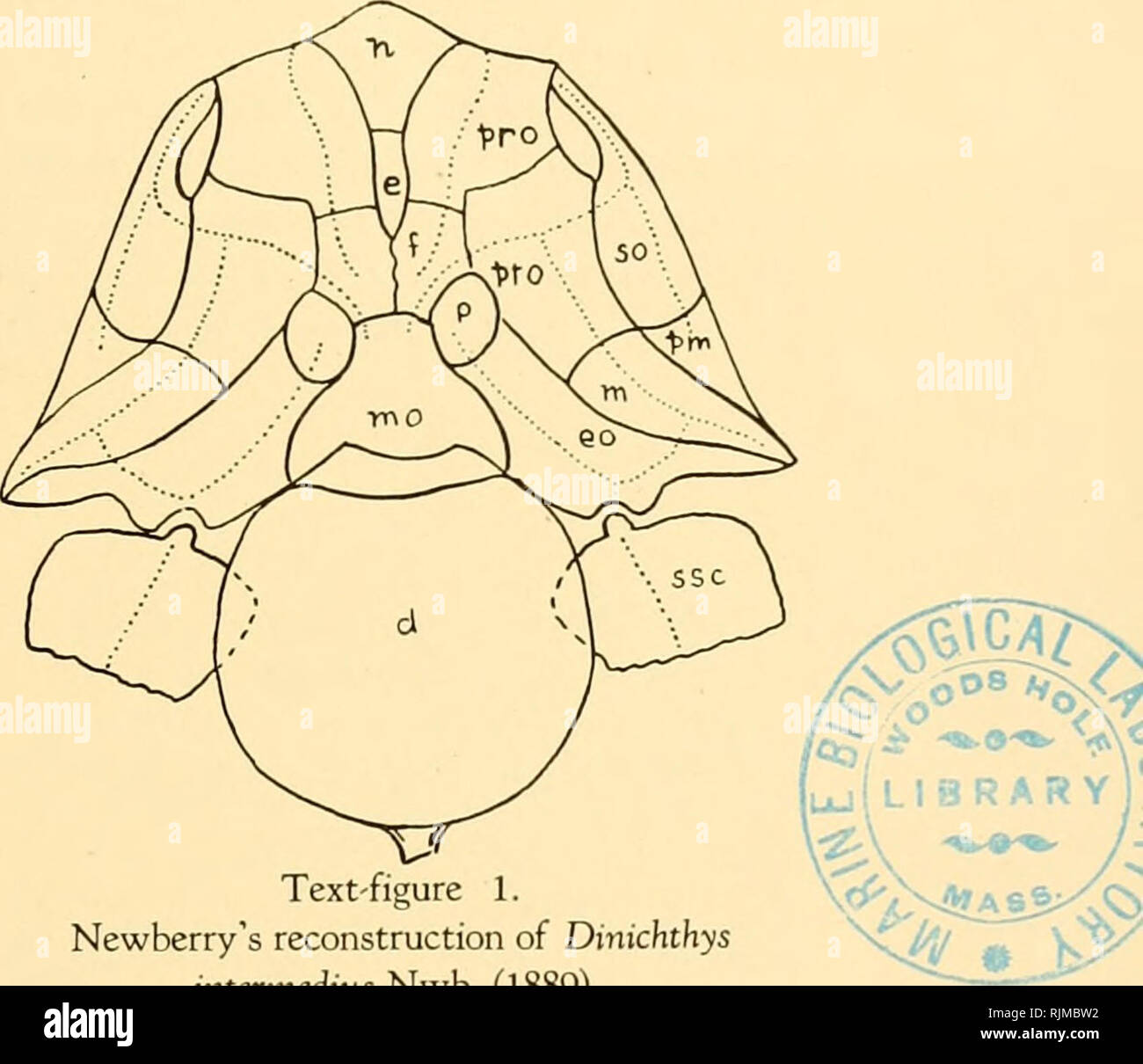Dinichthys hi-res stock photography and images - Alamy