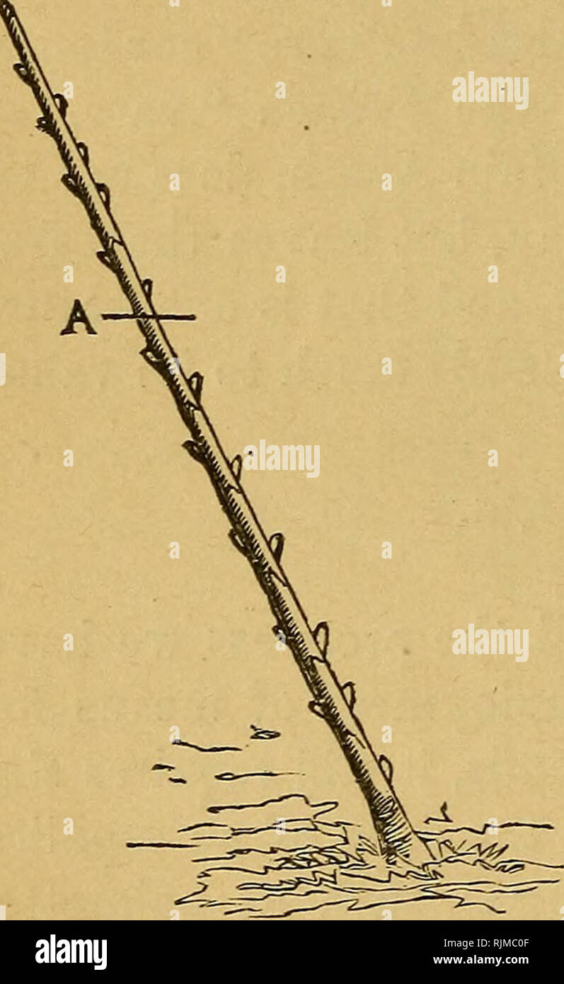 Plant vigorous young trees hi-res stock photography and images - Alamy