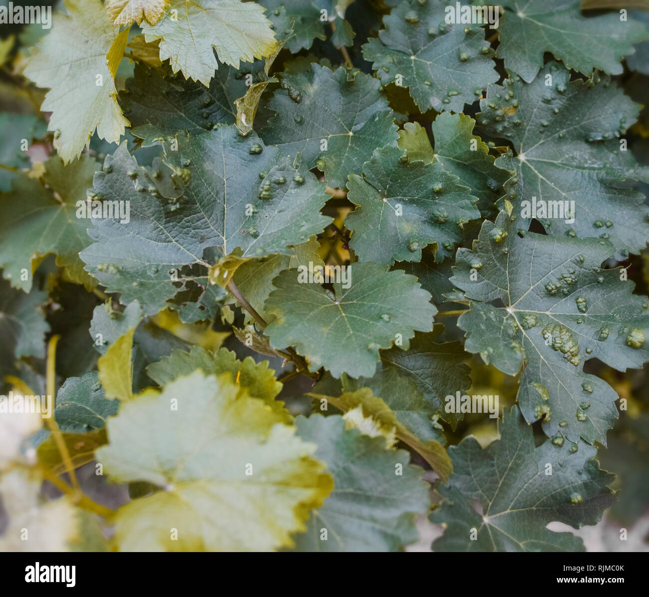 grapevine leafs infected by Grape Phylloxera insects Stock Photo - Alamy