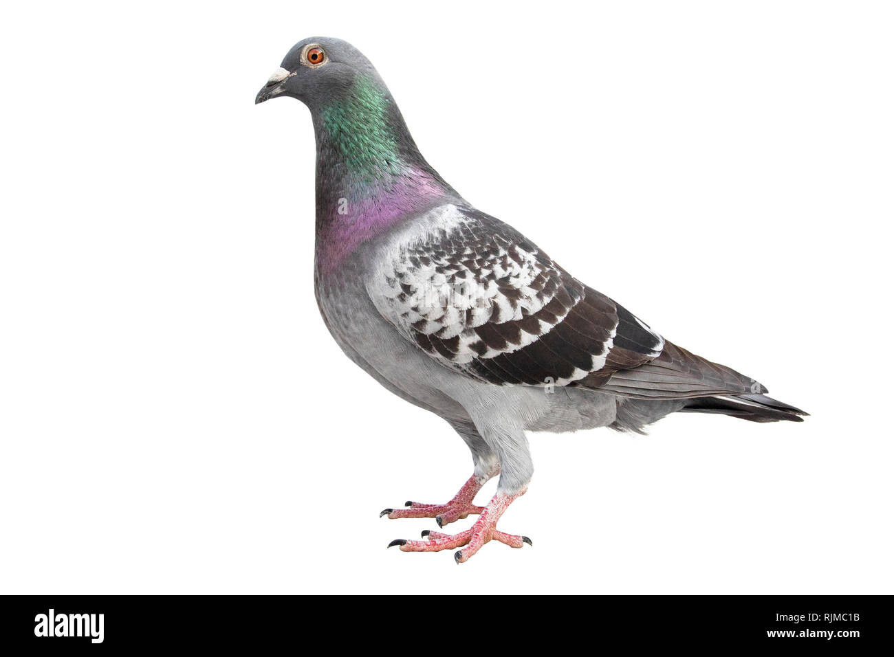 check pattern feather of speed racing pigeon isolated white background ...