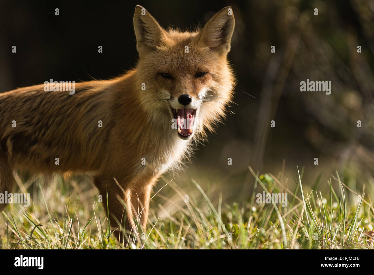 Fox (Vulpes vulpes) mother in the woods, Whitehorse, Yukon Territory ...