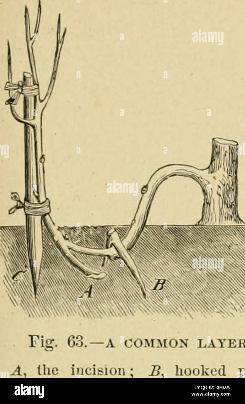 . Barry's Fruit garden. Fruit-culture. PEOPAGATIOX BY LAYERING. 87 ...