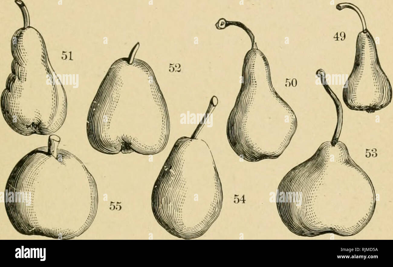 . Barry's Fruit garden. Fruit-culture. THE FRUIT. 63 Jiibbed {i8), when ...