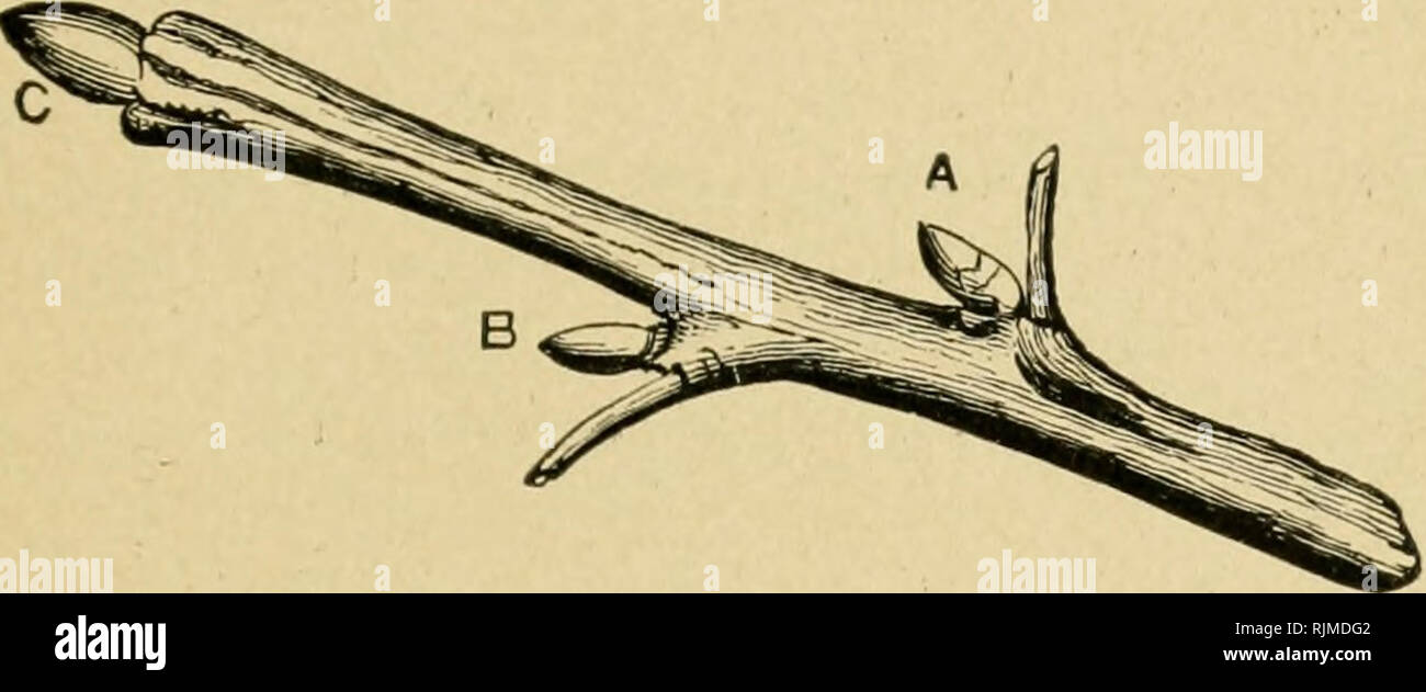 . Barry's Fruit garden. Fruit-culture. BtTDS. 37 forms of trees are so ...