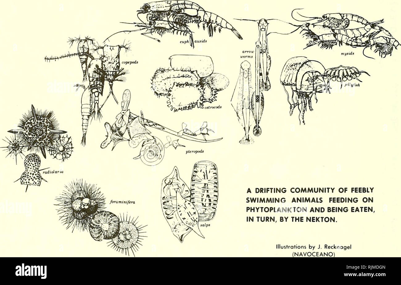 Office plankton hi-res stock photography and images - Alamy