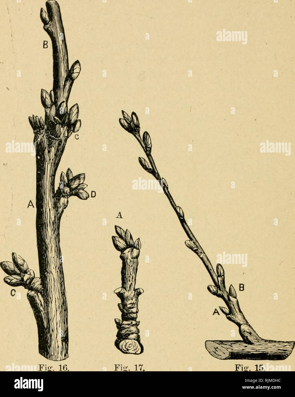 . Barry's Fruit garden. Fruit-culture. 34 GENEKAL PIIINCIPLES. old; C ...
