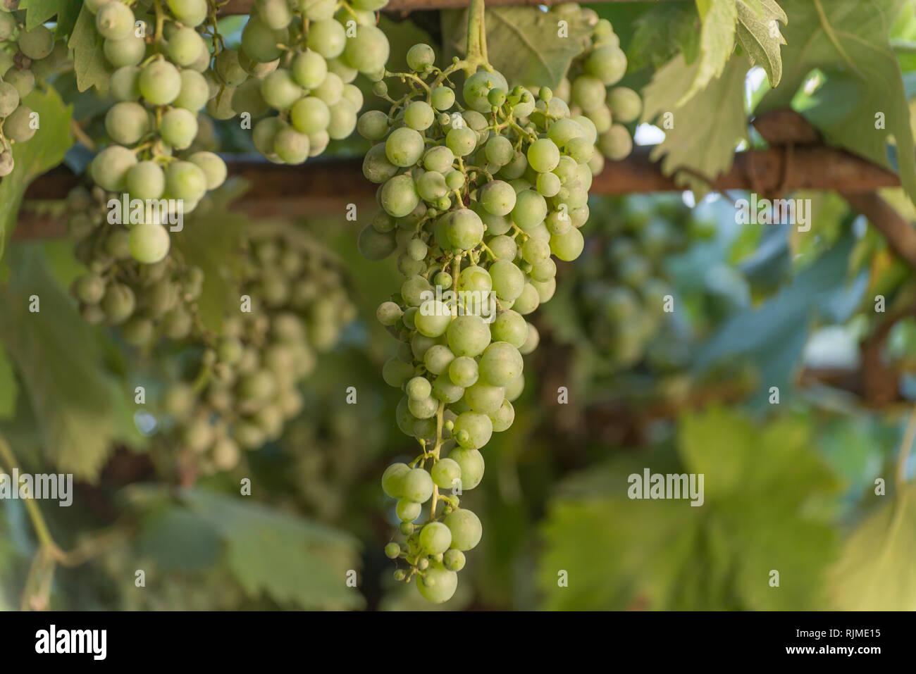 Grape vine and branches hi-res stock photography and images - Alamy