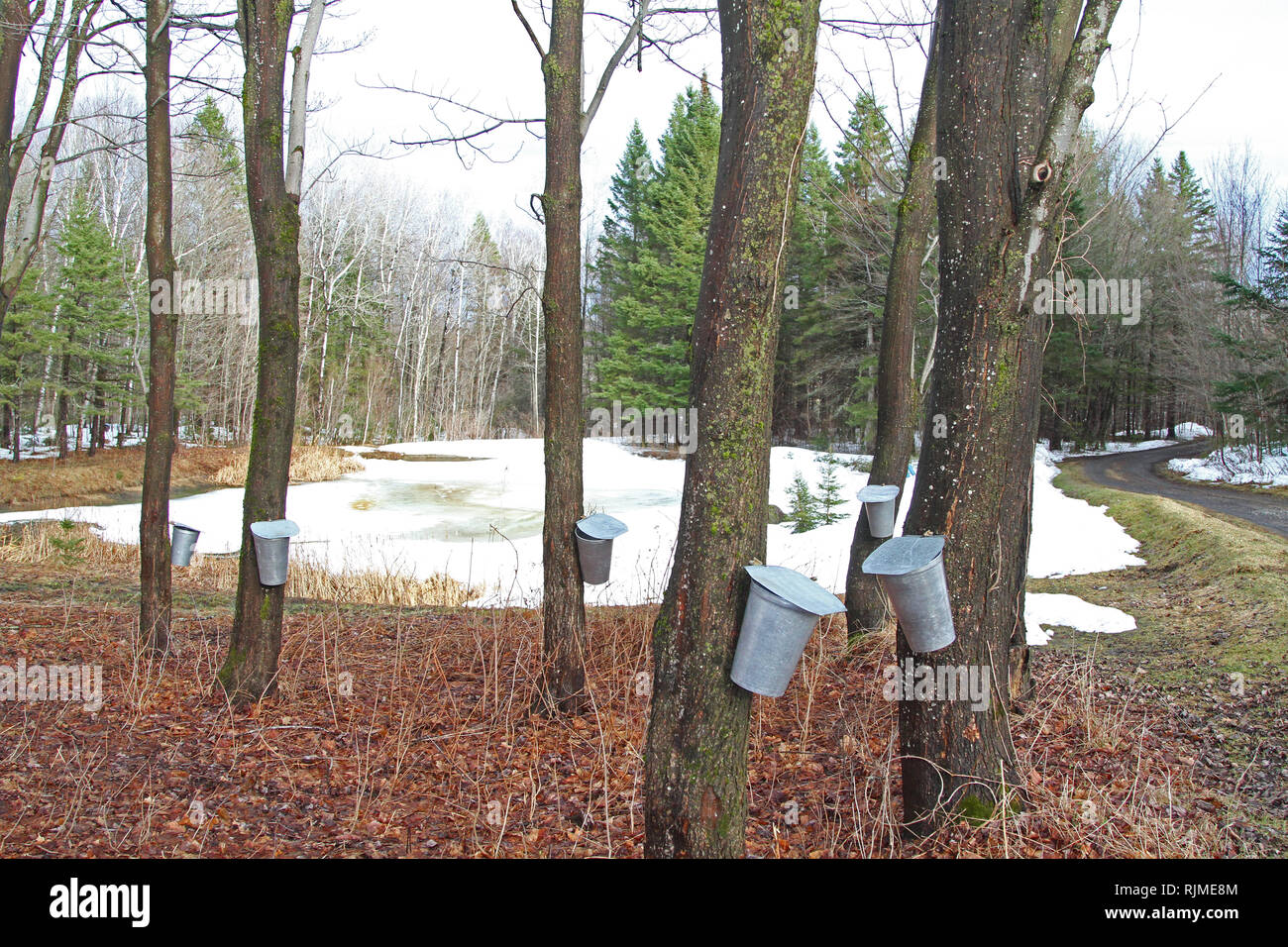 Collecting maple sap from maple trees in the spring Stock Photo - Alamy