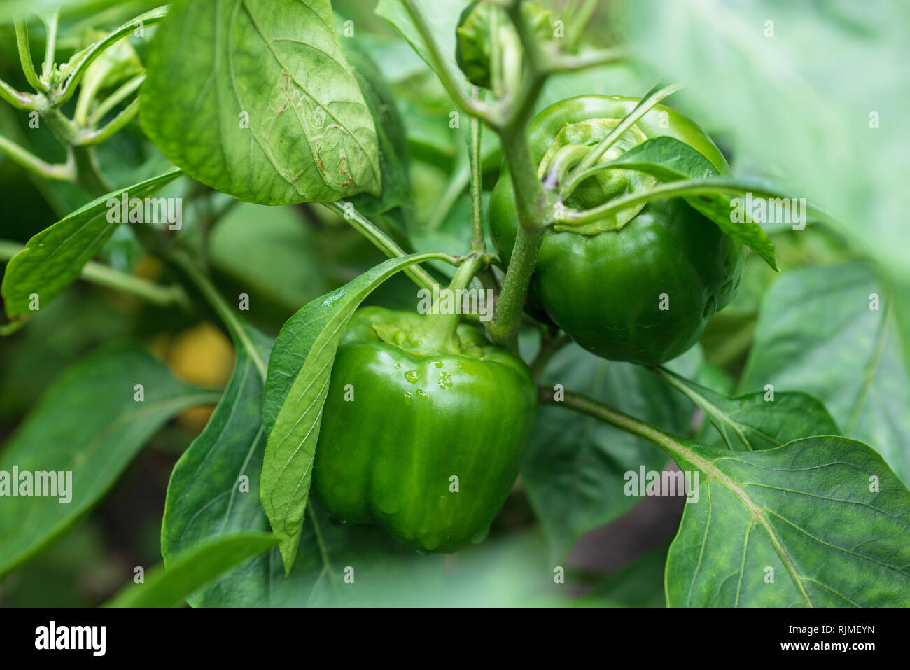 green bell pepper vegetables ripening in bush branches Stock Photo - Alamy