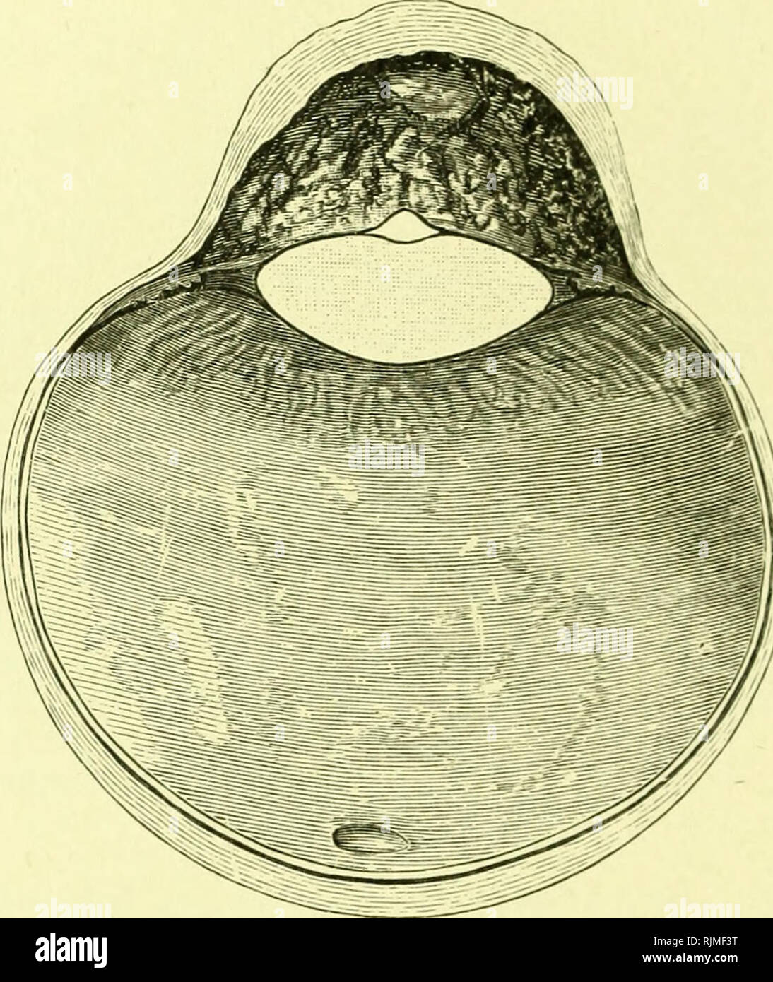 . Pathology and bacteriology [electronic resource]. Ophthalmology; Eye ...