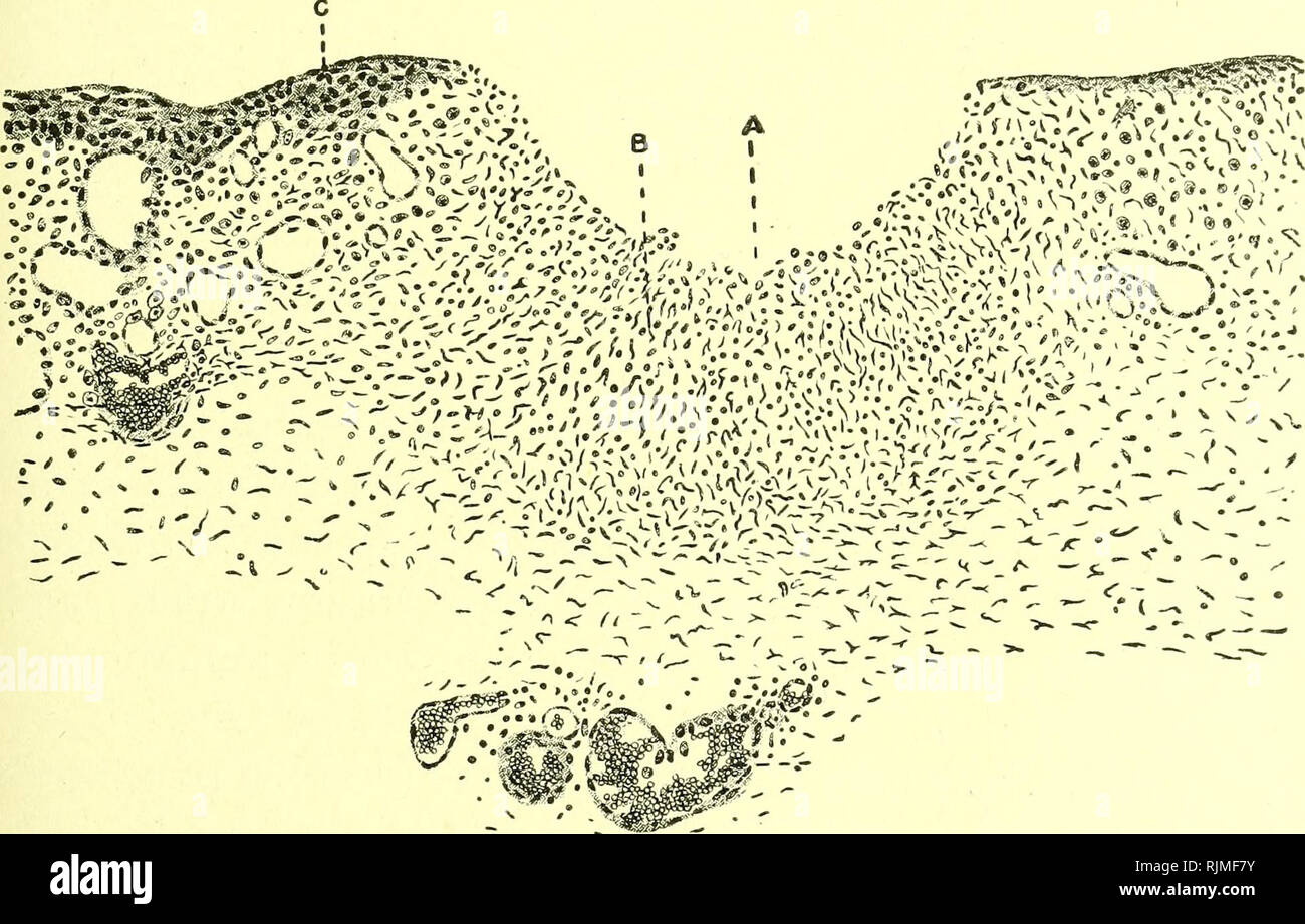 . Pathology and bacteriology [electronic resource]. Ophthalmology; Eye ...