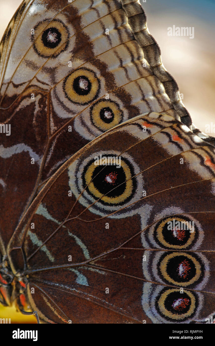 blue morpho tropical butterfly Stock Photo - Alamy