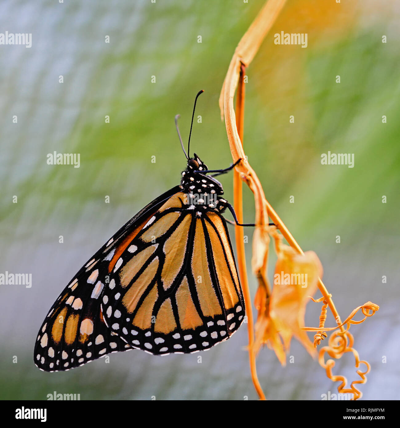 Mexican butterfly species hi-res stock photography and images - Alamy