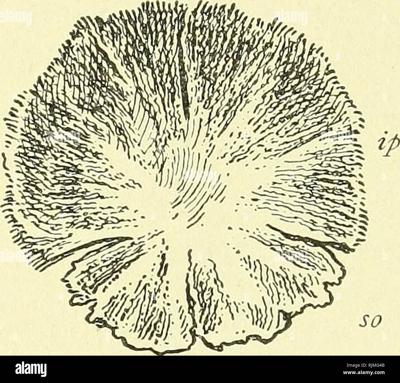 Interparietal hi-res stock photography and images - Alamy