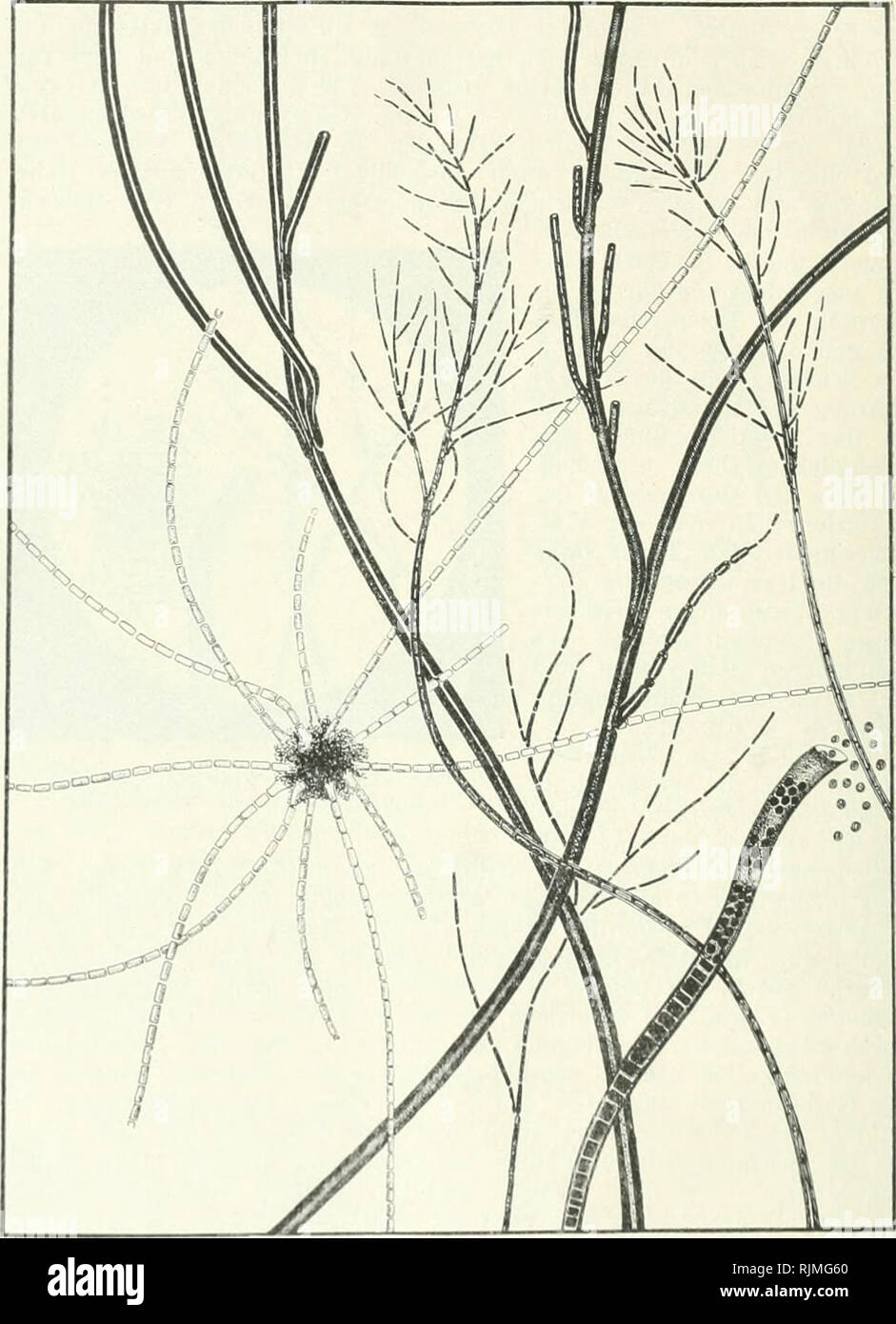 Gallionella ferruginea hi-res stock photography and images - Alamy