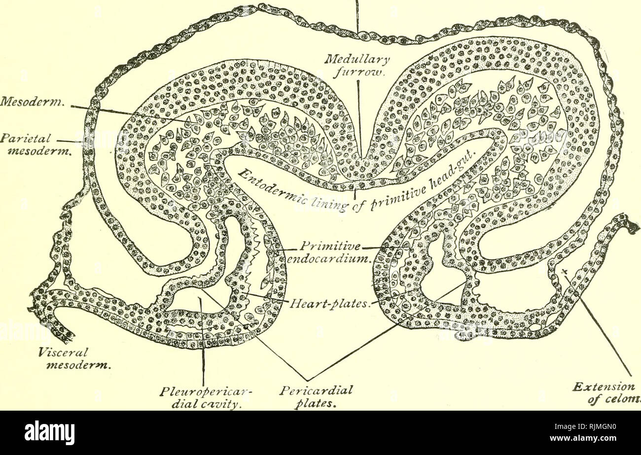 . A text-book of embryology for students of medicine [electronic ...