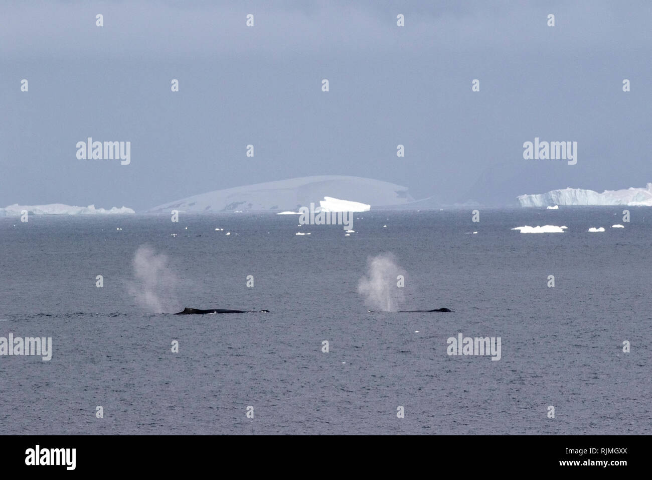 Humpback whale Megaptera novaeangliae two animals swimming in southern ...