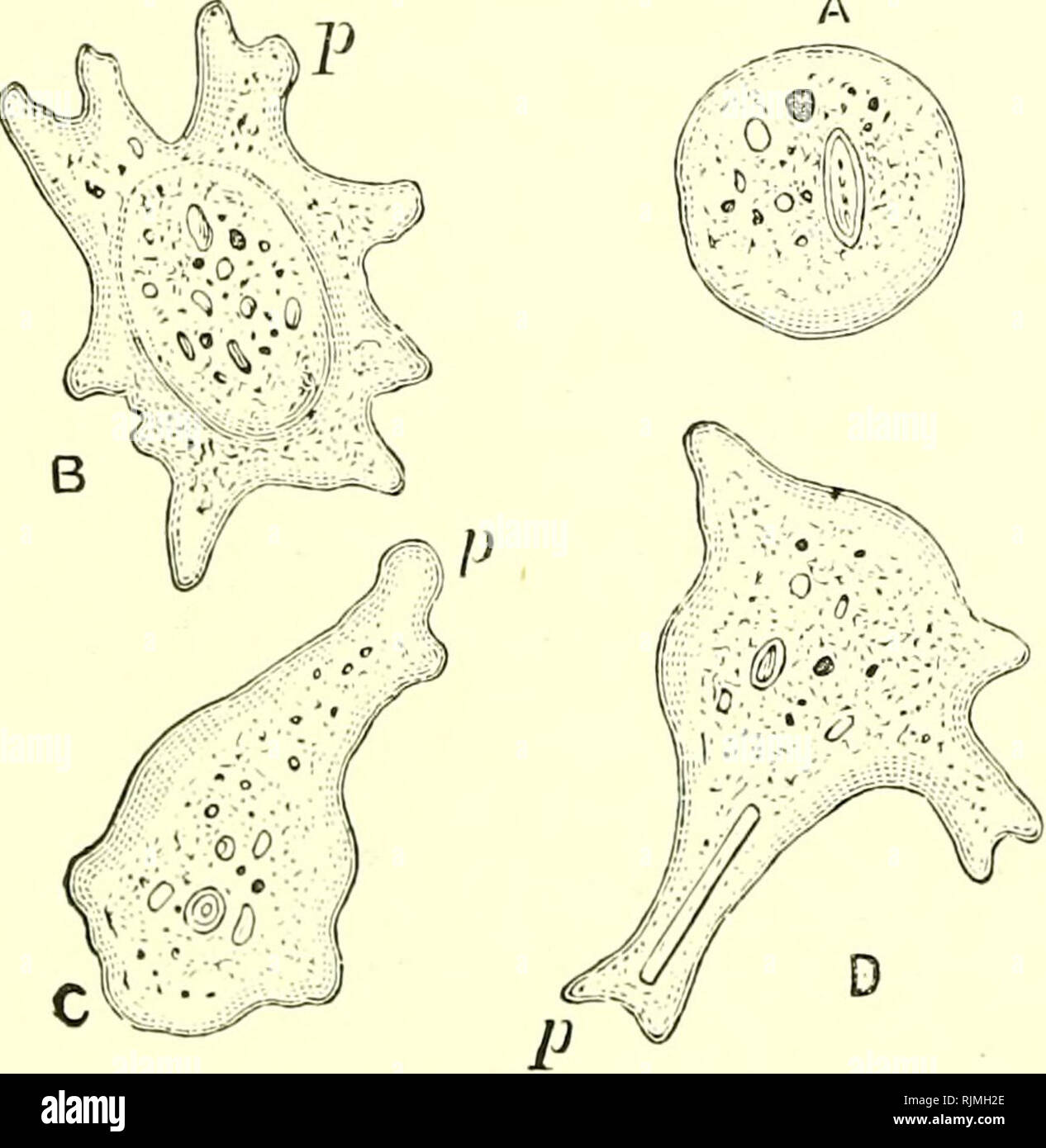 Amoeba proteus protozoa hi-res stock photography and images - Alamy