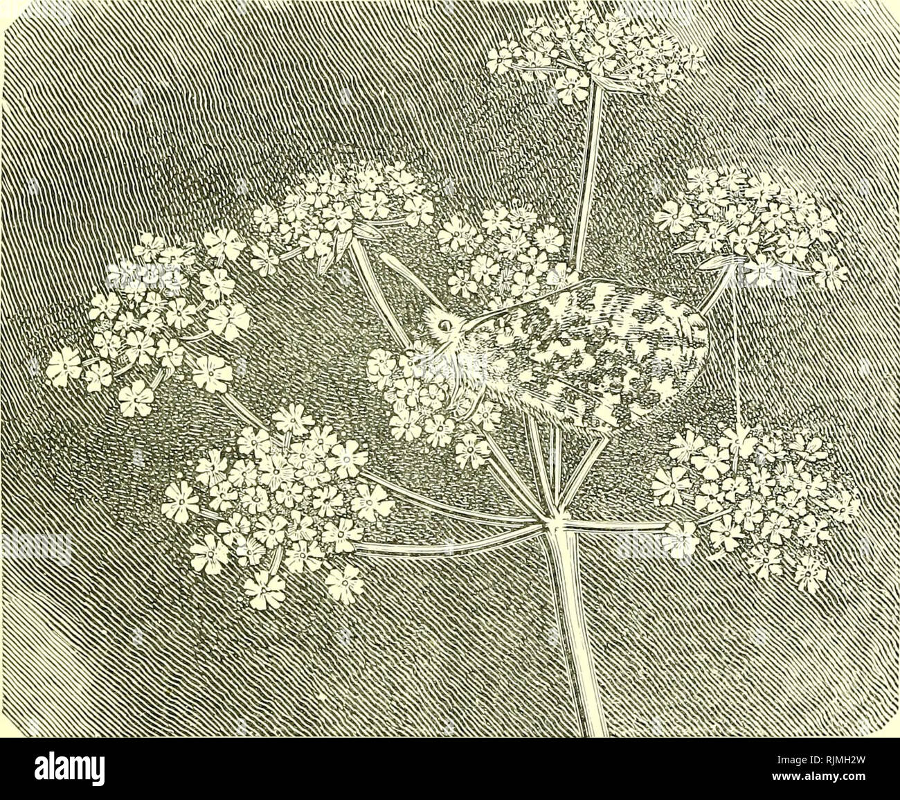 Hypoli hi-res stock photography and images - Alamy