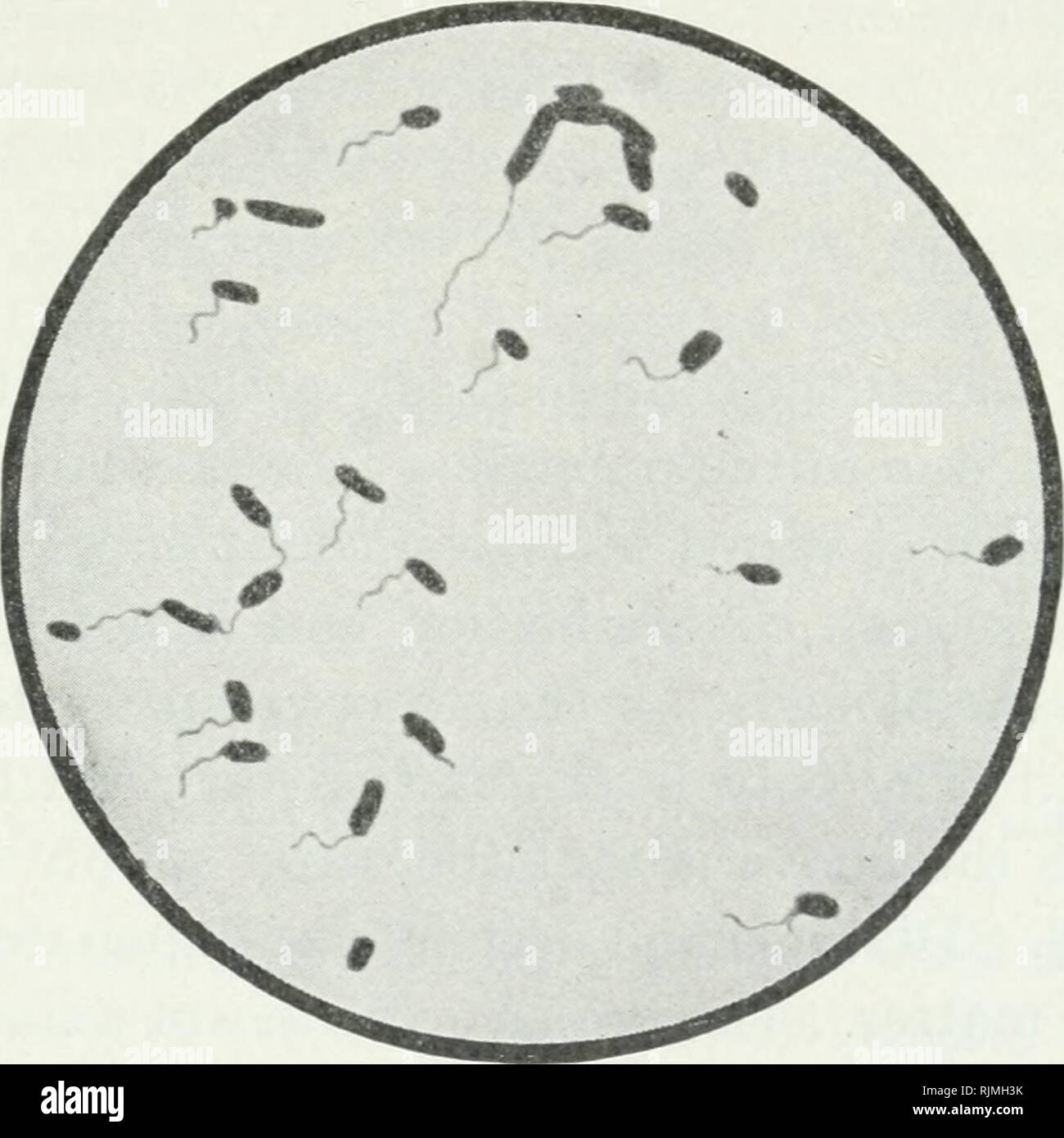 Nostoc algae green algae hi-res stock photography and images - Alamy