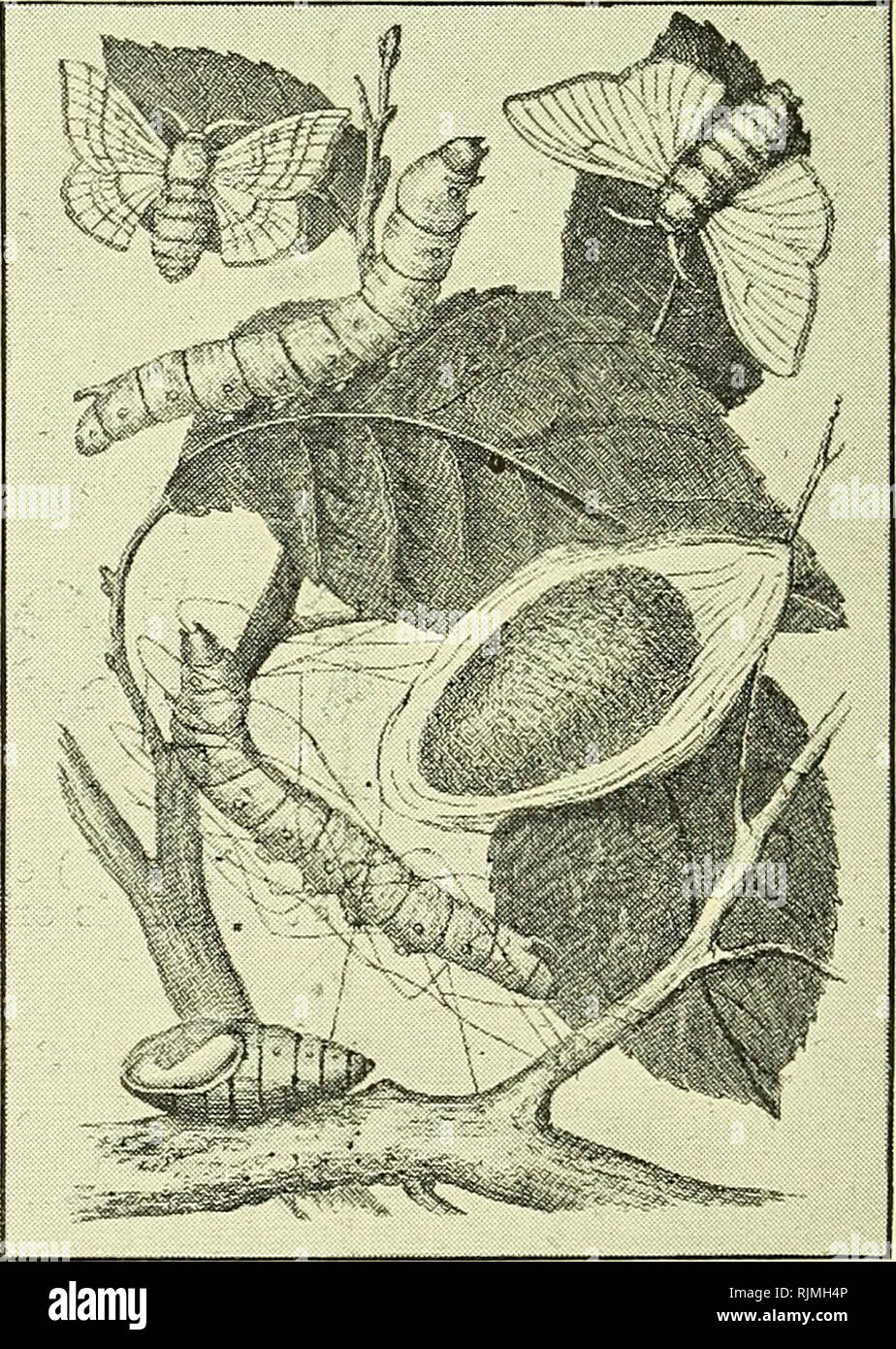 . Elementary text-book of zoology [electronic resource]. Zoology. 54 ...