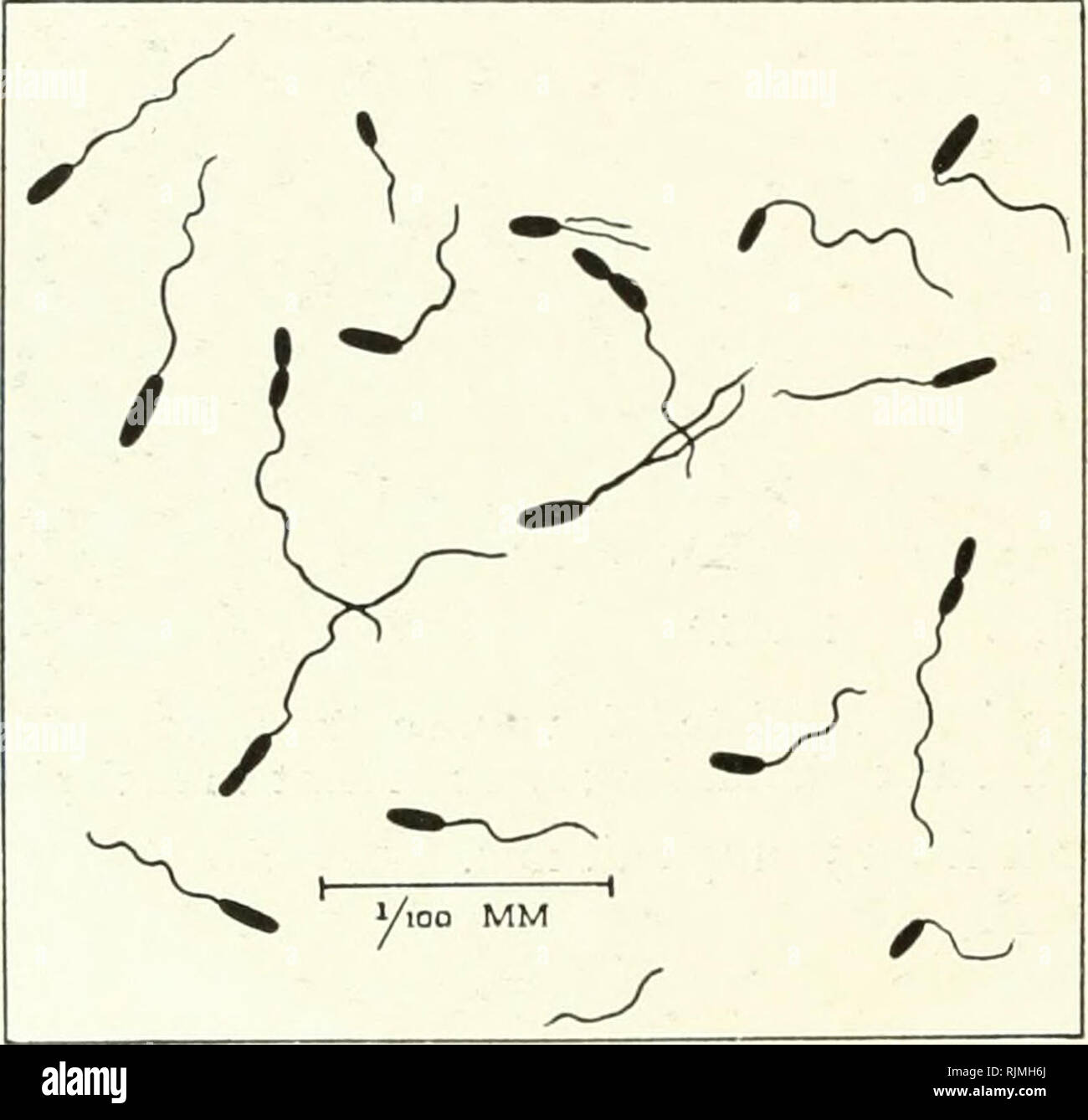 Colonies of bacteria on agar plates hi-res stock photography and images ...
