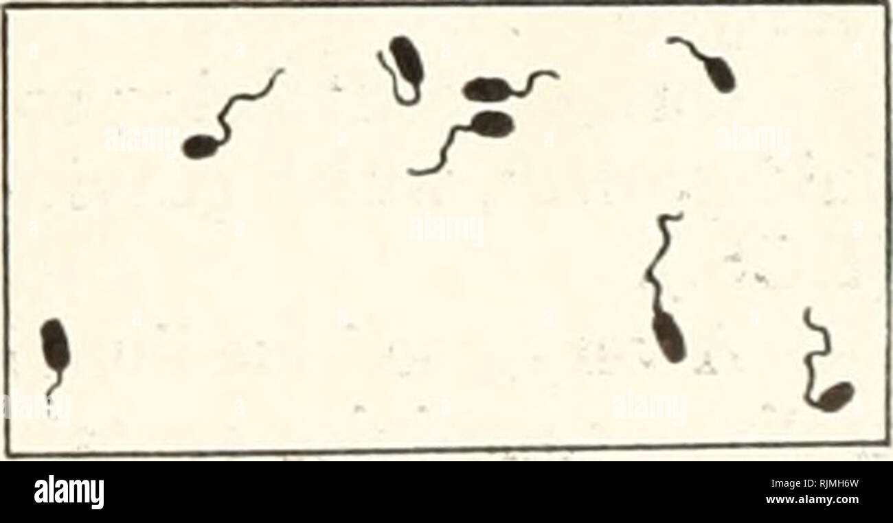 . Bacteria in relation to plant diseases. Bacteria; Plant diseases ...