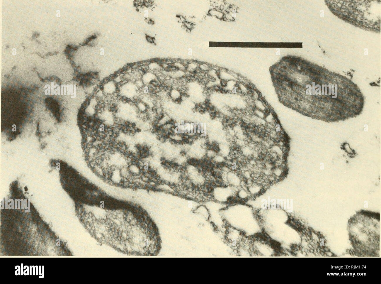 . Bacterial photosynthesis. Bacteria -- Physiology; Photosynthesis. 84 ...
