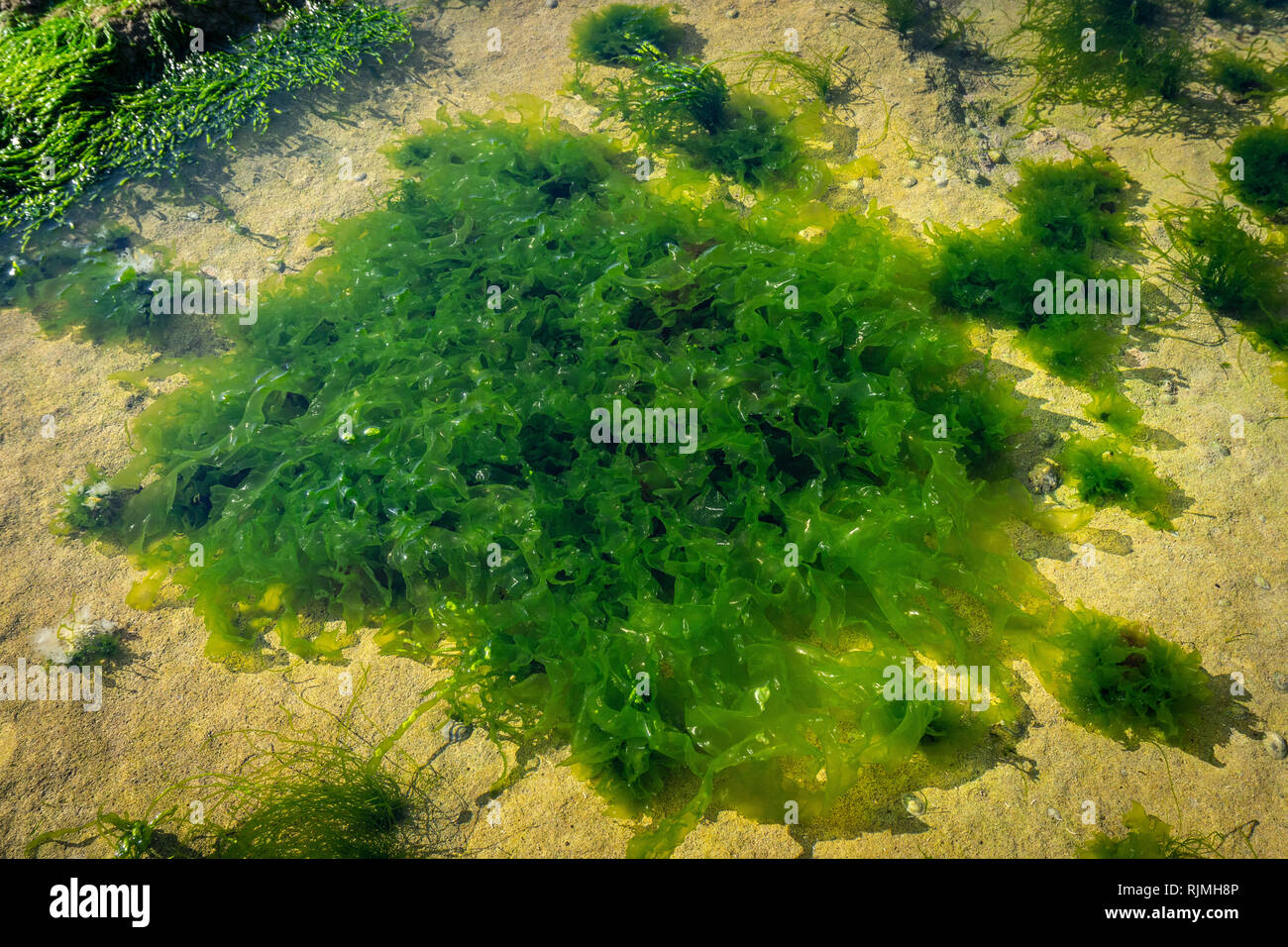 Bright green seaweed on a stone under water in the ocean (sea) in the ...