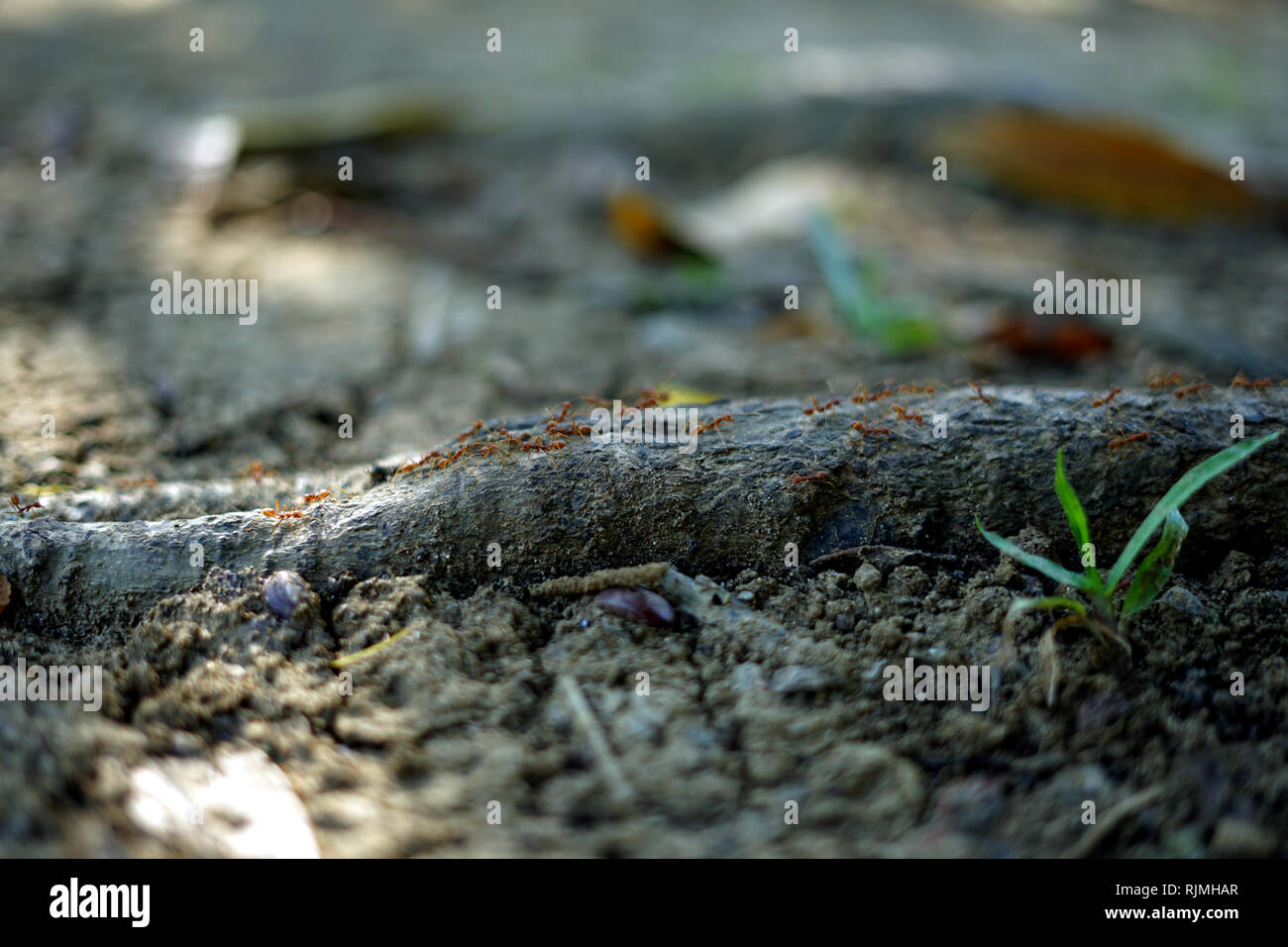 Red Forest Ants (Formica Rufa) On Tree Trunk Stock Photo - Alamy