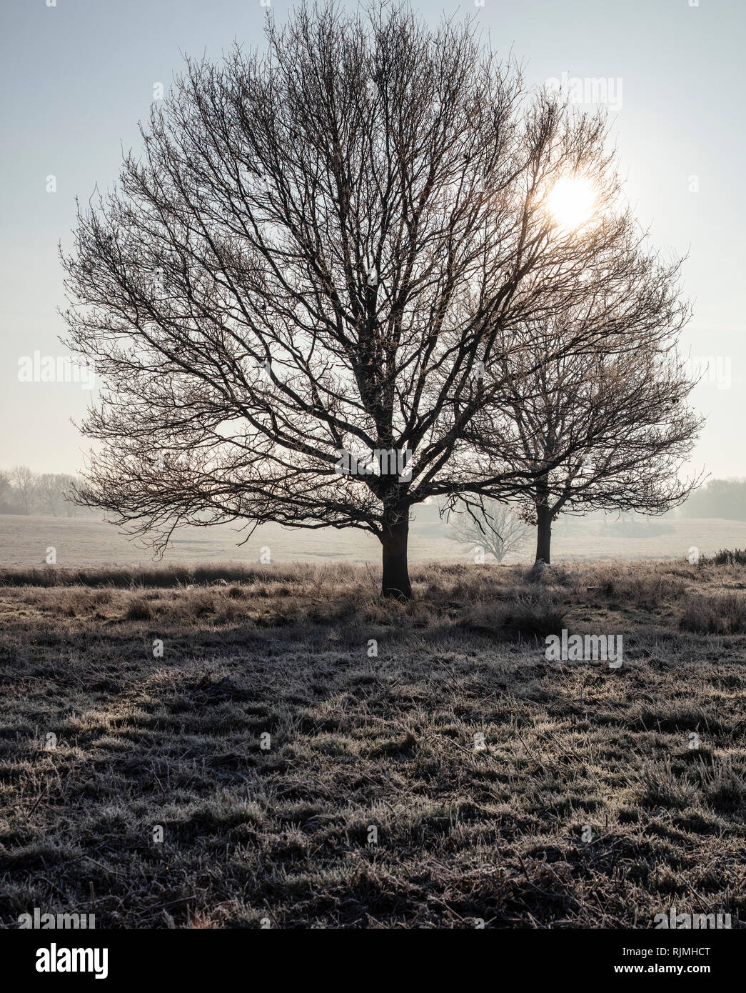 Morning sunlight through frosty trees on Ditchling Common Sussex Stock ...