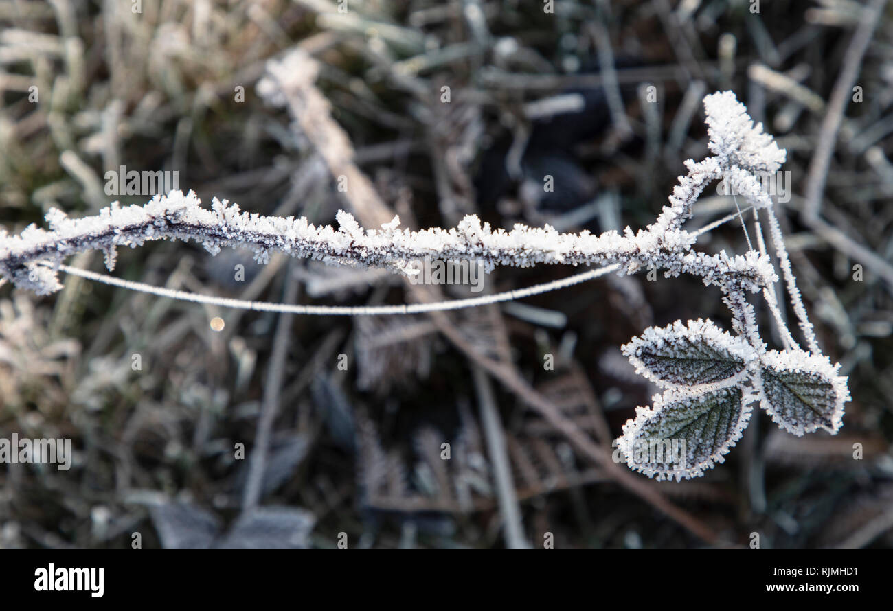 Bramble plants hi-res stock photography and images - Alamy