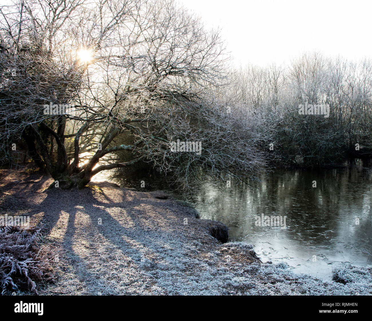 Frosty lake, pond on Ditchling Common West Sussex Stock Photo - Alamy