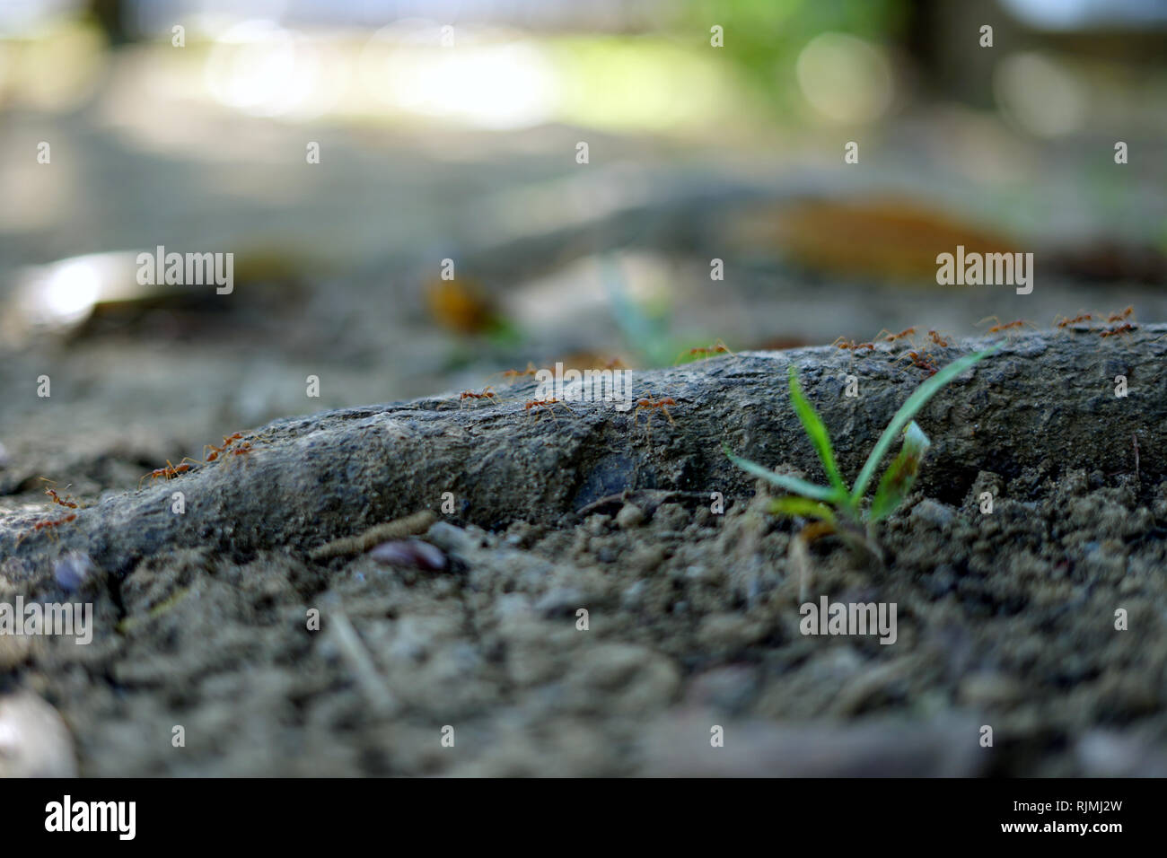 Red Forest Ants (Formica Rufa) On Tree Trunk Stock Photo - Alamy