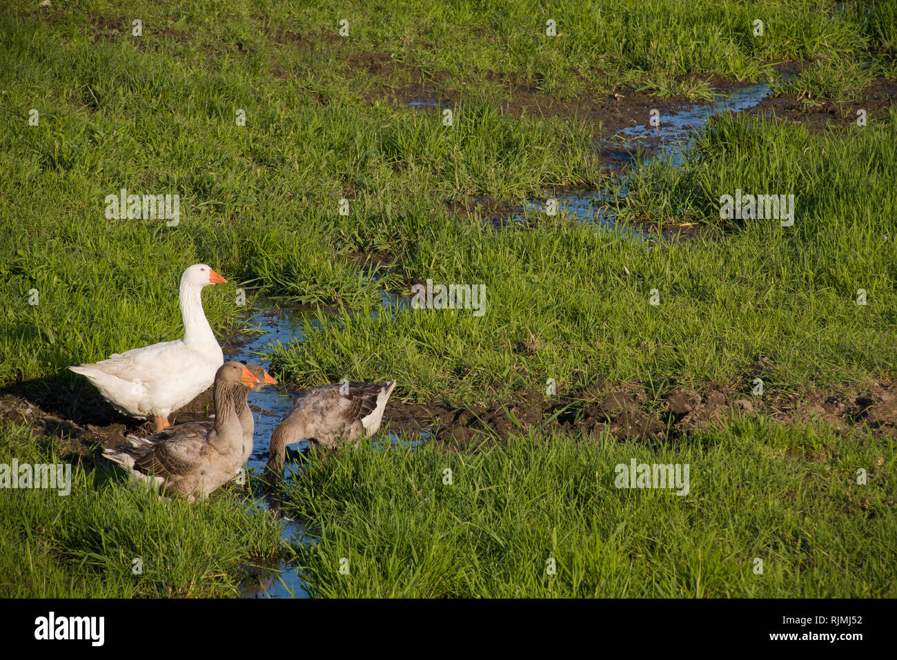 Irasburg hi-res stock photography and images - Alamy
