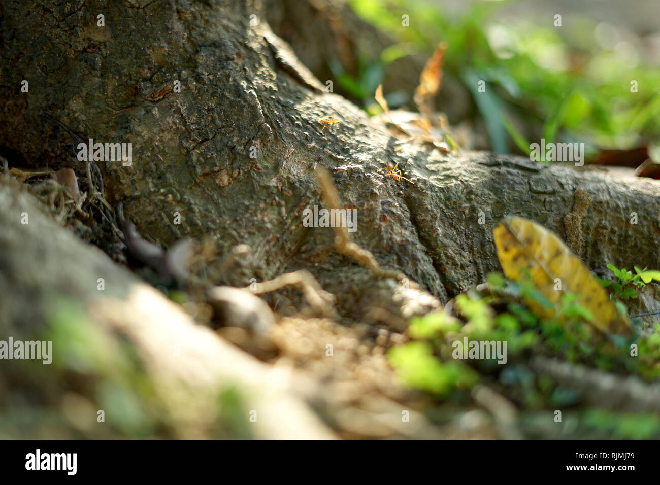Sumatra rainforest fire hi-res stock photography and images - Alamy